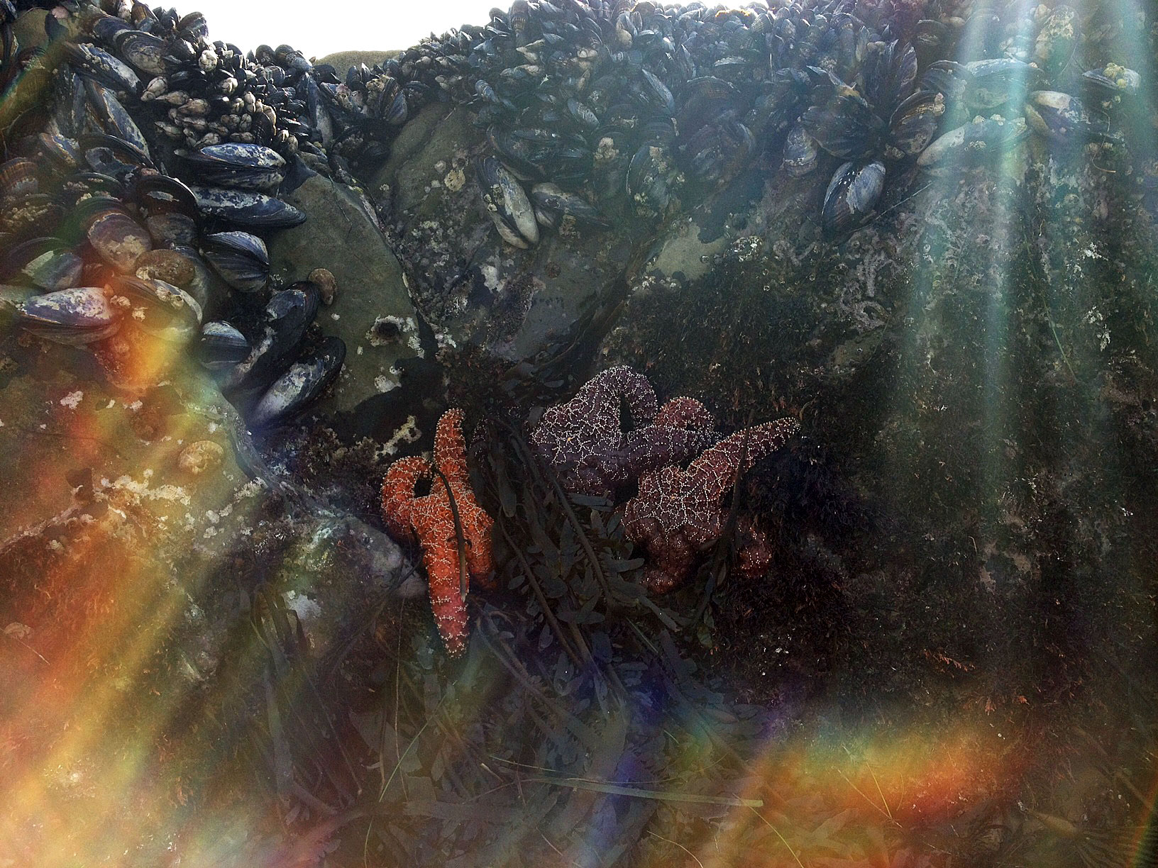 Starfish Symbolism – Exploring the Magick of these “Star People ...