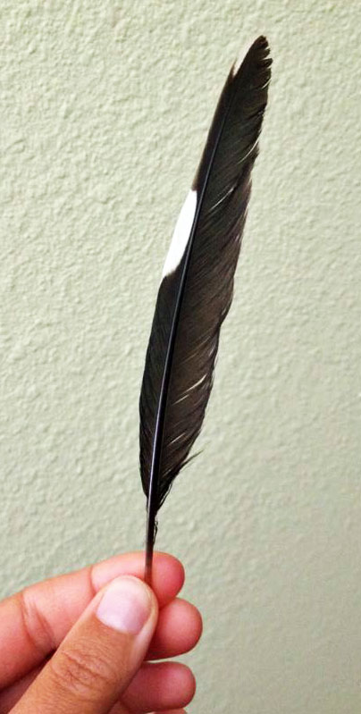 Roadrunner Medicine – Shifting with Grace, Ease and Agility | Tania Marie