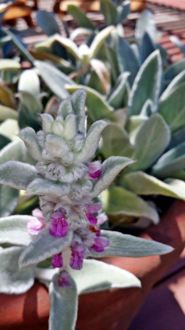 Woolly Lamb’s Ear Plant – The Medicinal & Edible Garden Delight | Tania ...