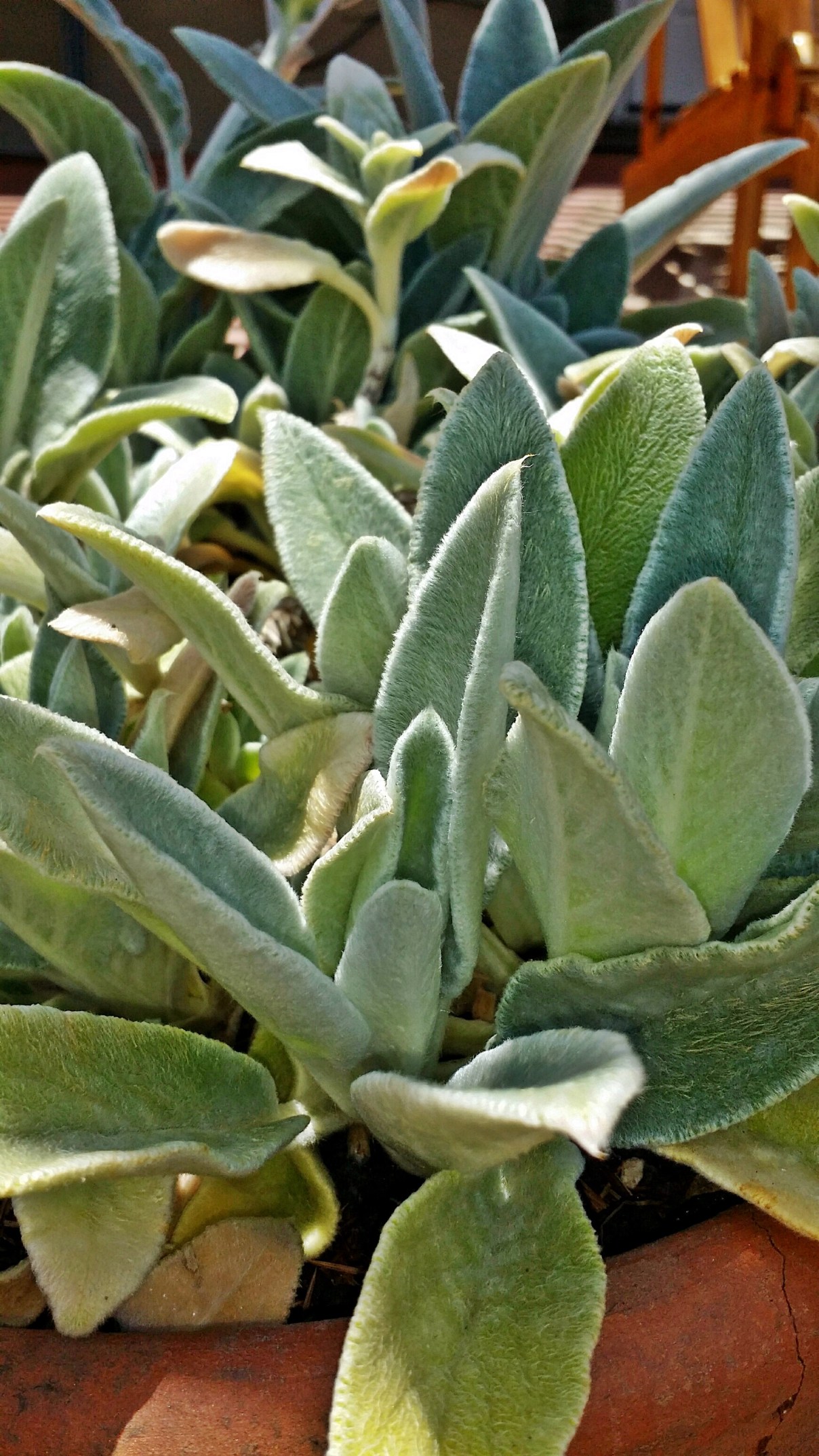Woolly Lamb’s Ear Plant – The Medicinal & Edible Garden Delight | Tania ...