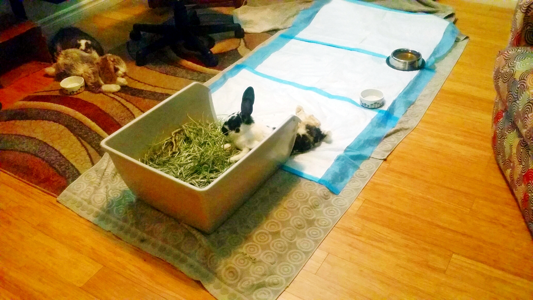 Quick Happy Bunny Update | Tania Marie