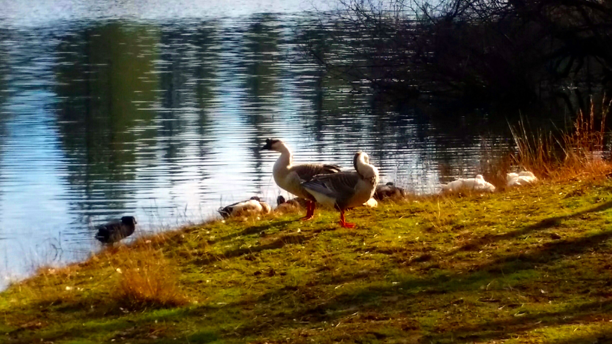 Sacred Geese ~ Guiding Us Through the Cycles of Life | Tania Marie