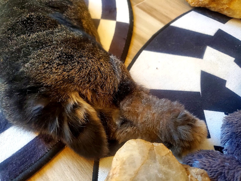 Celebrating a Master in Disguise of a Magick Rabbit | Tania Marie